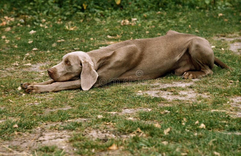 Weimar pointer stock image. Image of hunting, meadow - 31346179