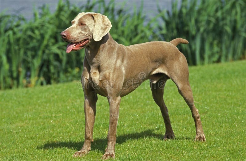 Weimar Pointer Dog, Male Standing on Grass Stock Image - Image of ...