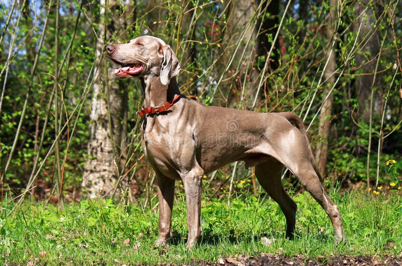 Weimar pointer stock image. Image of hunting, meadow - 31346179