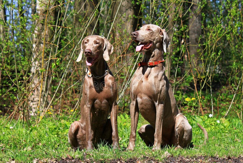 Weimar pointer stock photo. Image of meadow, three, breed - 31346426