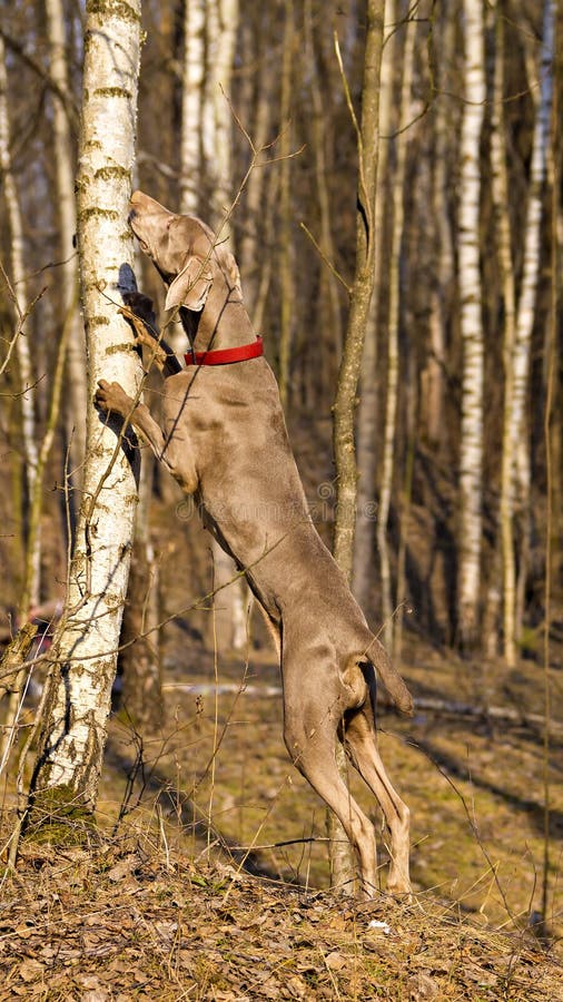The Weimar Pointer on a Walk in the Spring Forest Stock Image - Image ...