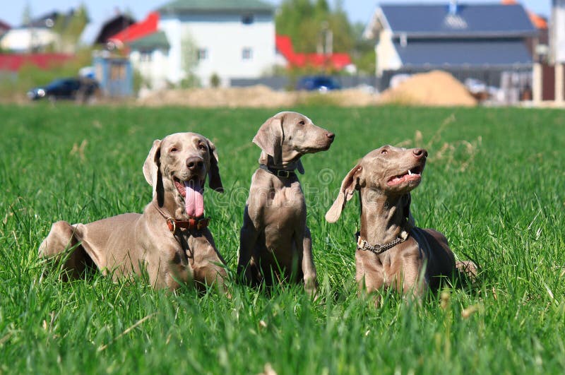 Weimar pointers stock photo. Image of pointer, three - 31346472