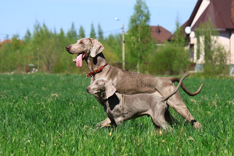 Weimar pointers stock photo. Image of weimaraner, weimar - 31346476