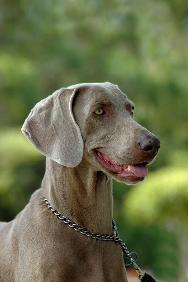 Weimaraner stock photo. Image of carnivorous, amber, faces - 1889294