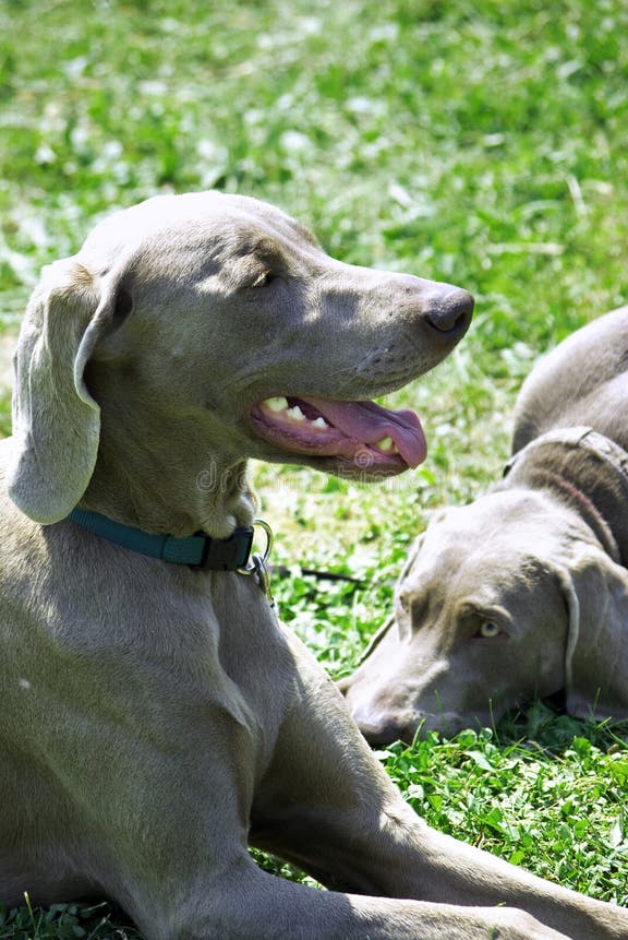 Point Weimaraner Stock Photos - Free & Royalty-Free Stock Photos from ...