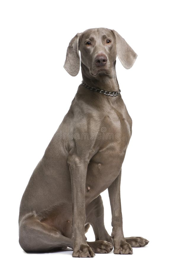 Two Weimaraner dog stock photo. Image of road, summer - 25774820