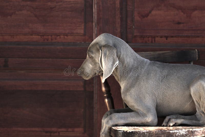 Weimaraner stock image. Image of lies, bred, laying, door - 968765