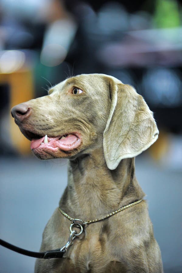 Weimaraner stock image. Image of carnivore, expression - 30835165