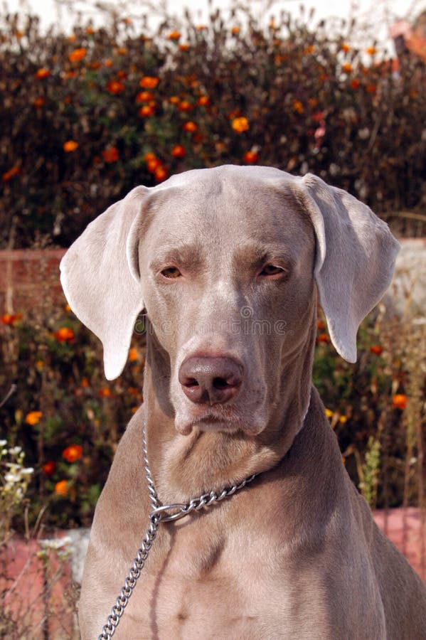 Weimaraner stock image. Image of breed, field, weimaraner - 33738469