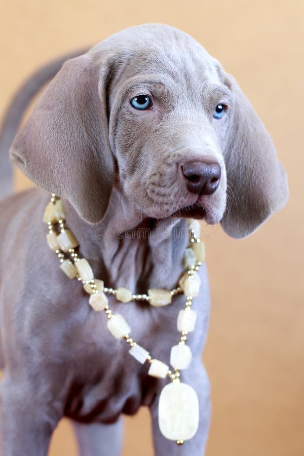 Weimaraner blue puppy stock photo. Image of animal, weimaraner - 30237878