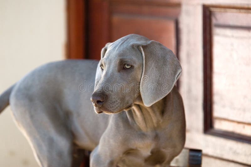 Weimaraner del cane fotografia stock. Immagine di lato - 974520