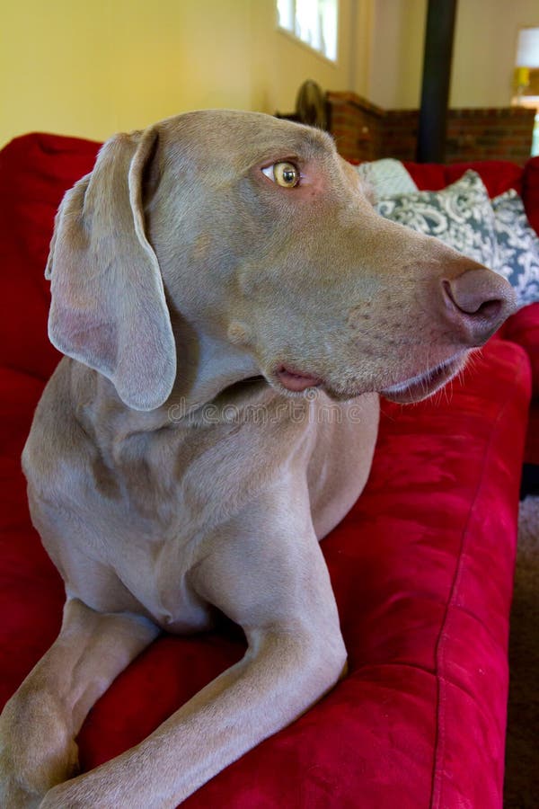 Weimaraner Dog stock photo. Image of pointer, purebred - 28415400