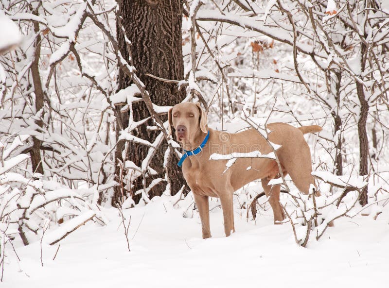 Weimaraner Dog in Deep Snow Stock Photo - Image of domestic, hunting ...