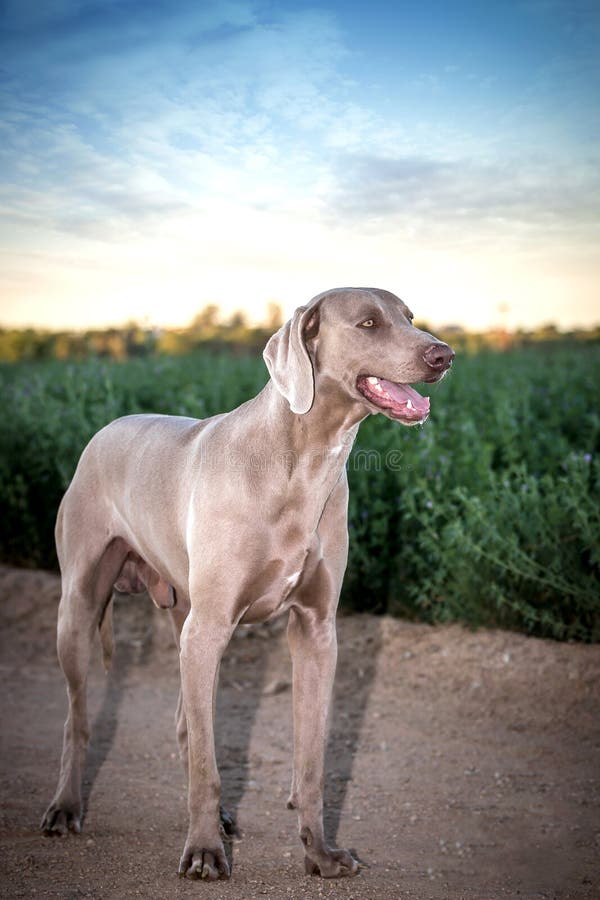 Weimaraner Dog / Grey Ghost Hound Stock Photo - Image of hound, farm ...