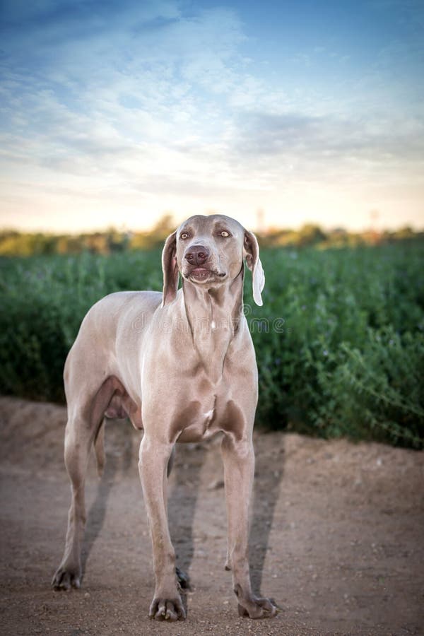 Weimaraner Dog / Grey Ghost Hound Stock Photo - Image of farm, hunt ...