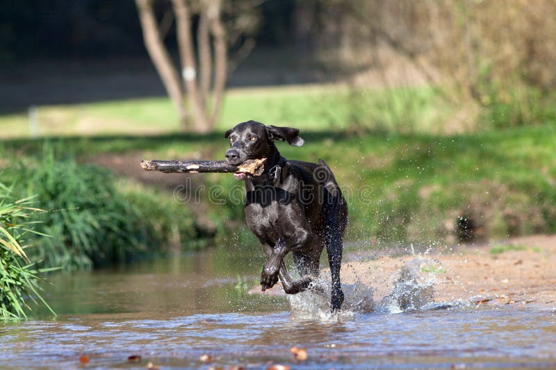 Weimaraner Dog Play and Apport Stick Stock Image - Image of color ...
