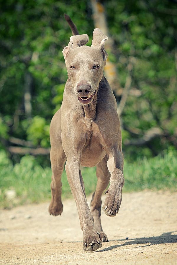 Weimaraner dog run stock image. Image of summer, forest - 25774743