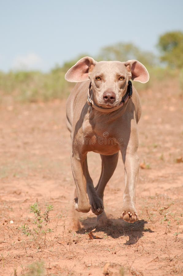 Weimaraner Dog Running Full Speed Stock Image - Image of friend, dash ...