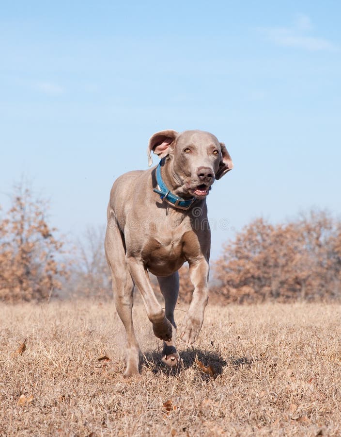 Weimaraner Dog Running at Full Speed Stock Photo - Image of grey, keen ...