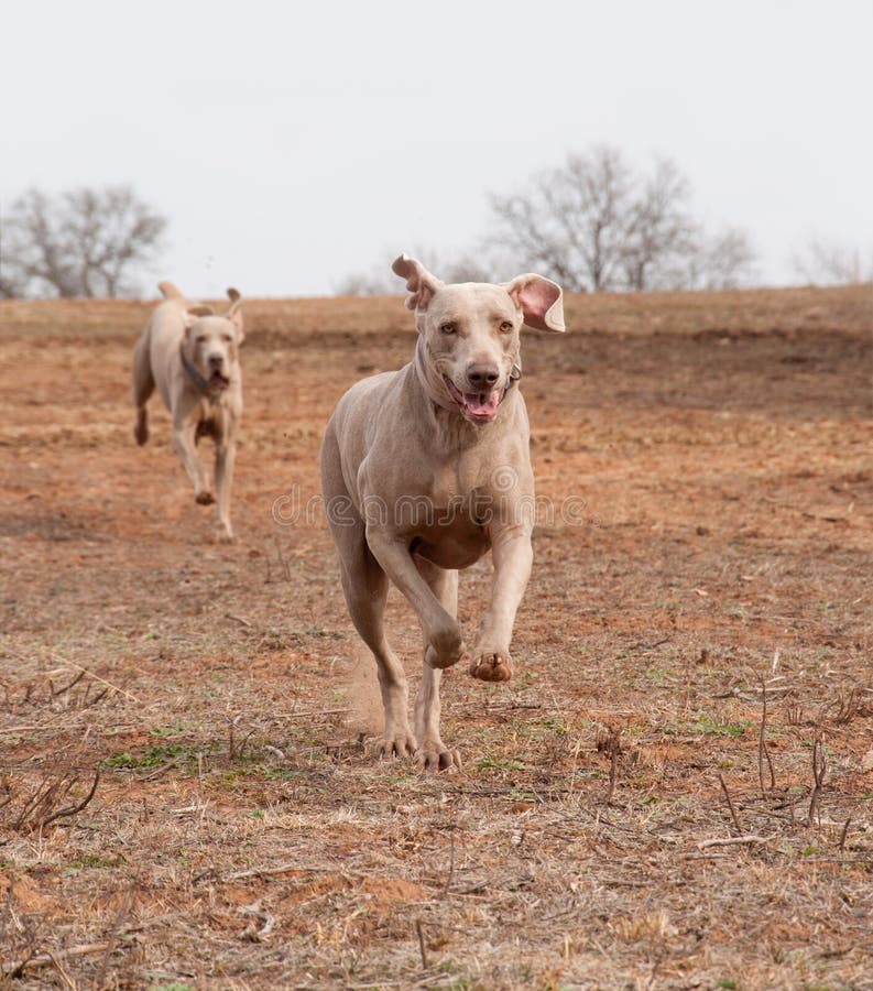 Weimaraner Dog Running Full Speed Stock Image - Image of friend, dash ...