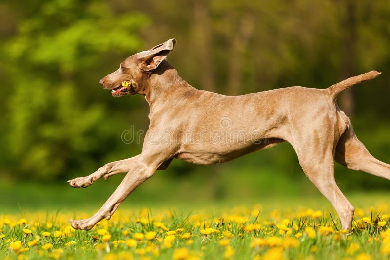 Weimaraner Dog Running in a Lake Stock Photo - Image of mammal, outdoor ...