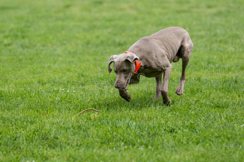 Weimaraner Dog Running Outside in the Park. Selective Focus Stock Photo ...
