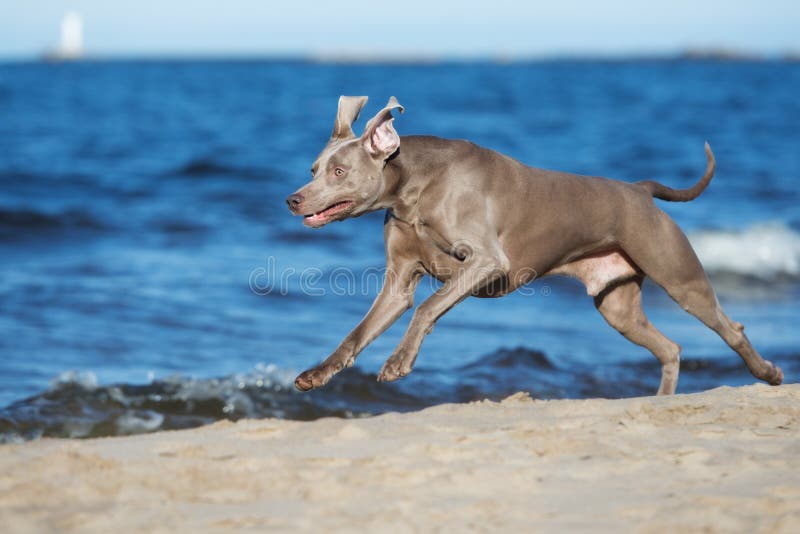 Weimaraner Dog Running at the Sea Stock Photo - Image of canine, active ...