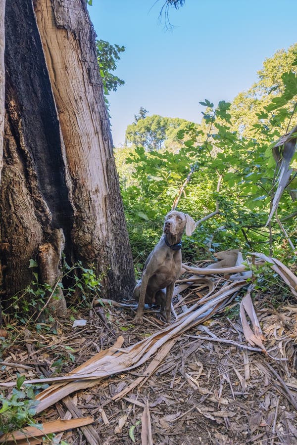 Weimaraner Dog Sitting between Two Huge Trees Stock Photo - Image of ...
