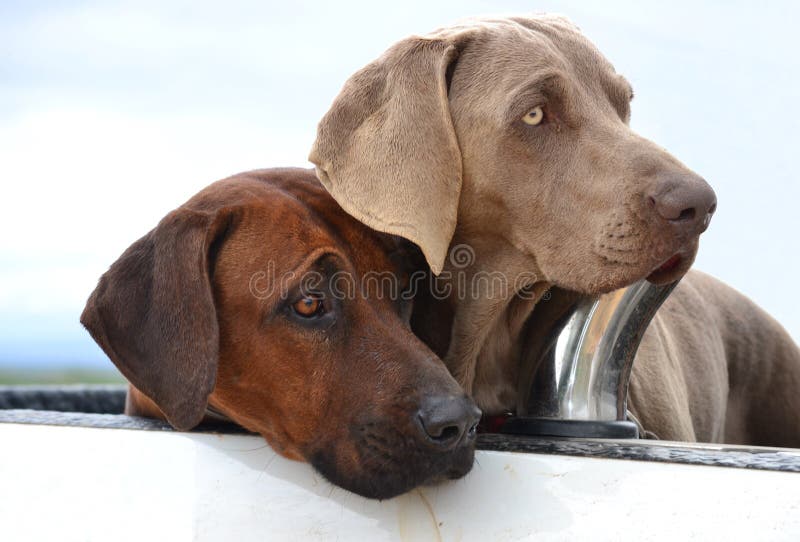Weimaraner E Rhodesian Ridgeback Immagine Stock - Immagine di testa ...