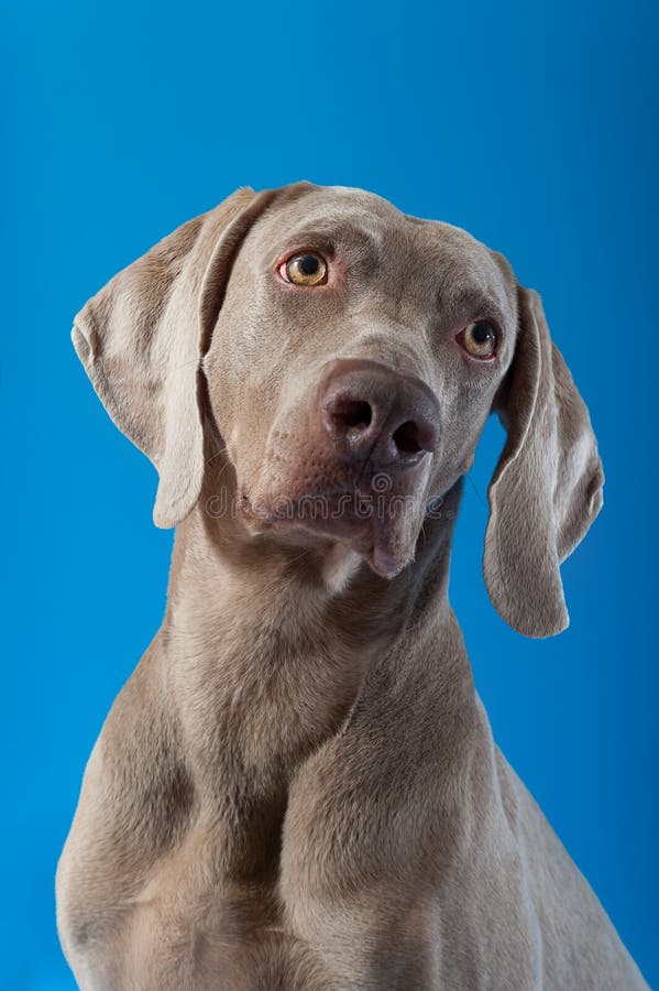 Weimaraner stock image. Image of gaze, adult, portrait - 41985525