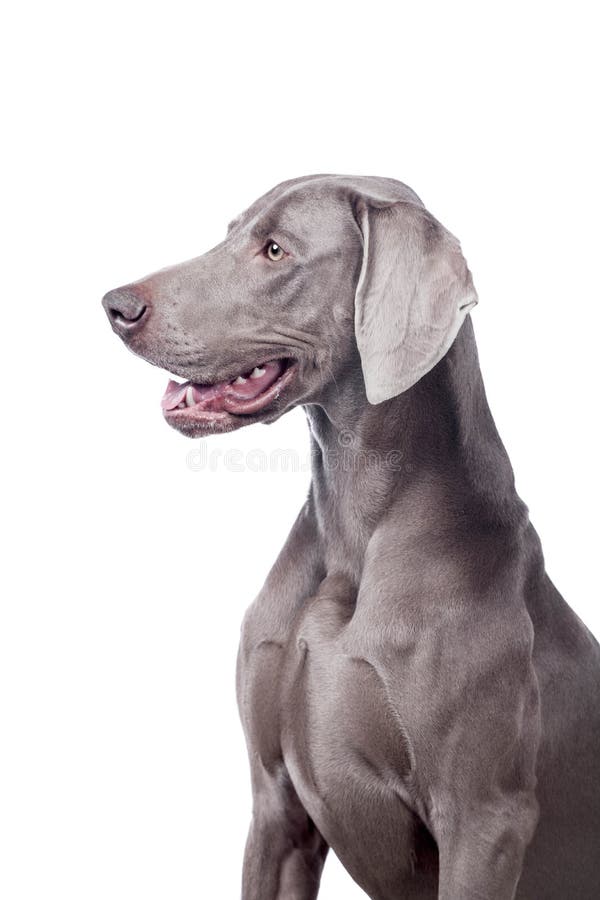 Weimaraner Dog Isolated on White Stock Photo - Image of shorthair ...