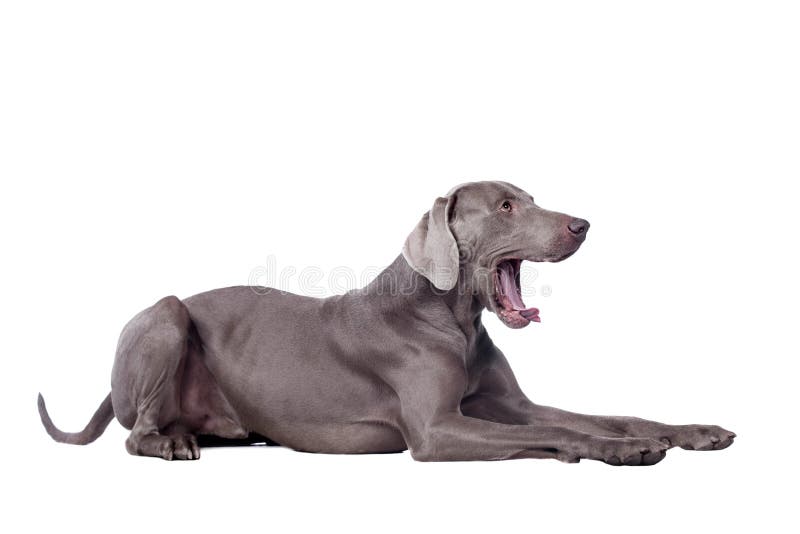 Weimaraner Dog Isolated on White Stock Photo - Image of shorthair ...