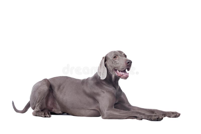 Weimaraner Dog Isolated on White Stock Photo - Image of shorthair ...