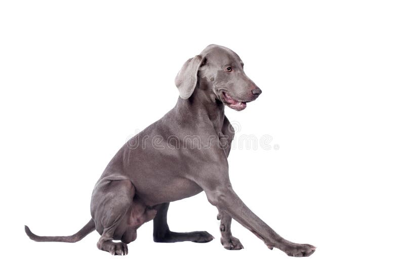 Weimaraner Dog Isolated on White Stock Photo - Image of shorthair ...