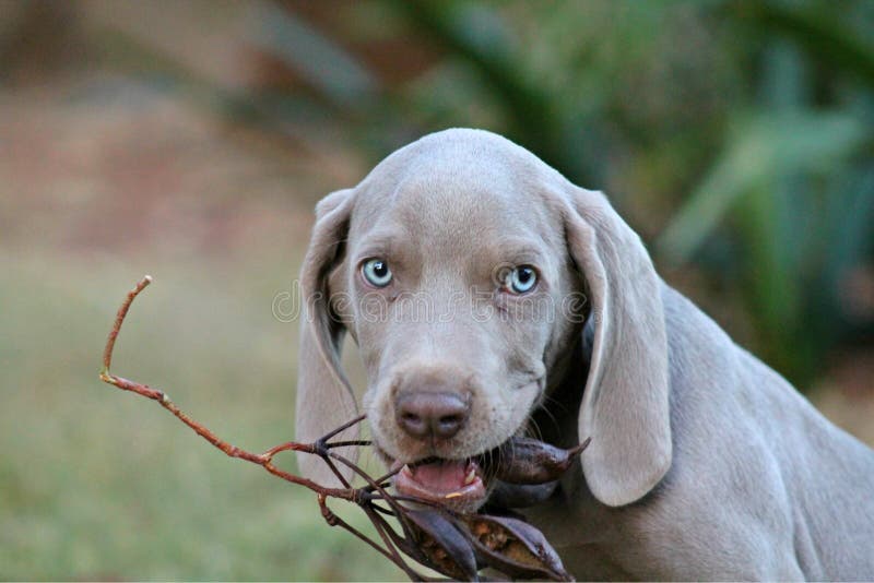 Weimaraner Pointer Running And Jumping After Catching The Ball Stock ...