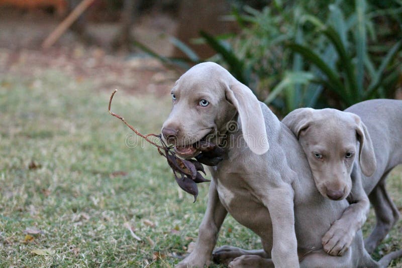 Weimaraner Pointer Breed Pet Dog Puppy Stock Image - Image of animal ...