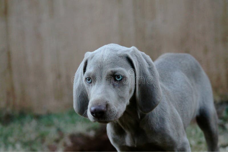 Weimaraner Pointer Breed Pet Dog Puppy Stock Image - Image of enjoyment ...