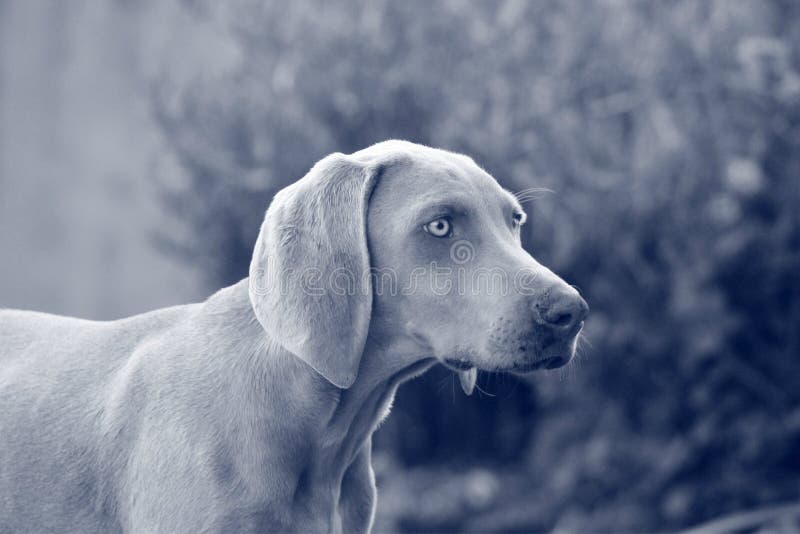 Weimaraner Pointer Breed Pet Dog Puppy Stock Image - Image of bird ...