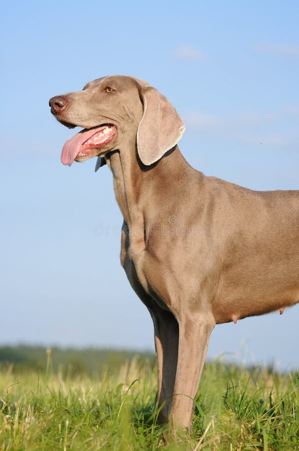 Weimaraner Pointer Running and Jumping after Catching the Ball Stock ...