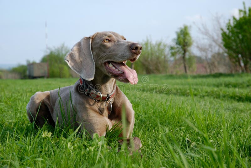 Weimaraner Pointer Running And Jumping After Catching The Ball Stock ...
