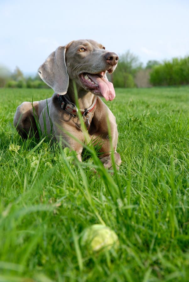 Weimaraner Pointer Running and Jumping after Catching the Ball Stock ...