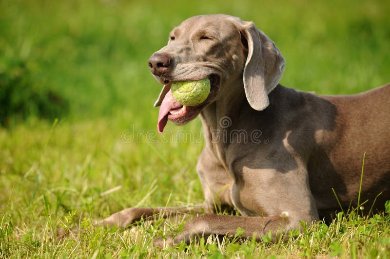 Weimaraner Pointer Running and Jumping after Catching the Ball Stock ...
