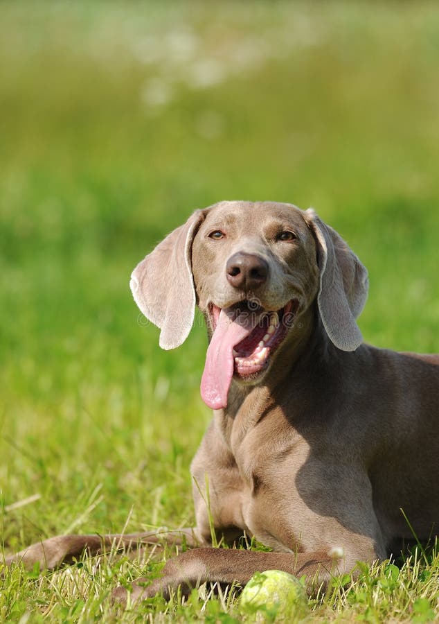 Weimaraner Pointer Running and Jumping after Catching the Ball Stock ...