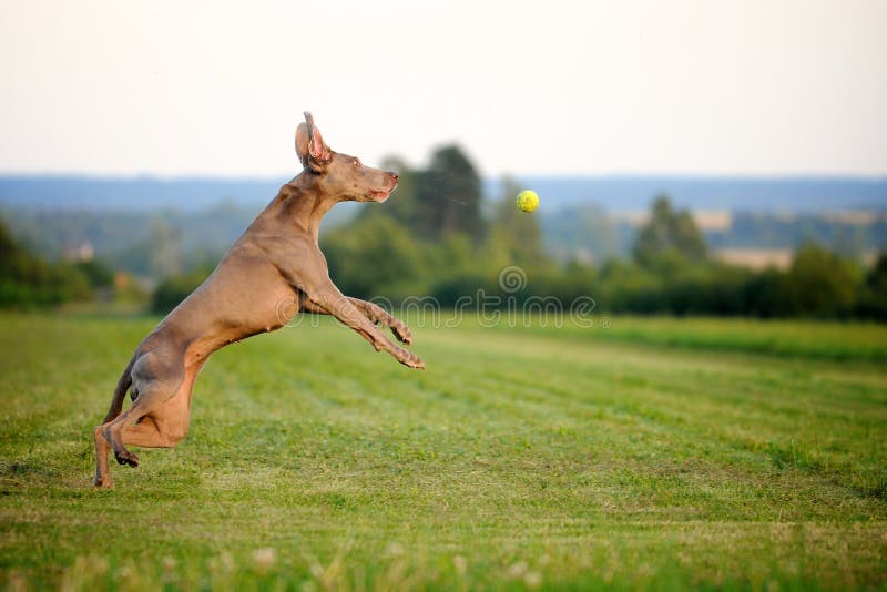 Weimaraner Pointer Running and Jumping To Catch the Ball Stock Photo ...