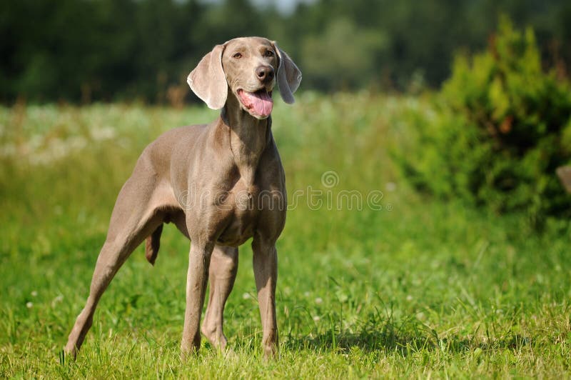 Weimaraner Pointer Running and Jumping after Catching the Ball Stock ...