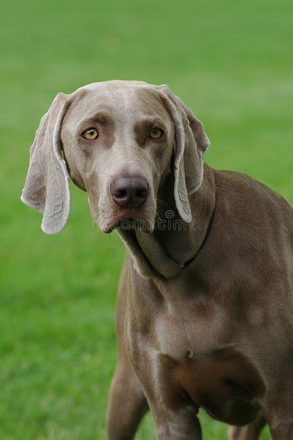 Weimaraner portrait stock image. Image of eyes, canine - 1294199