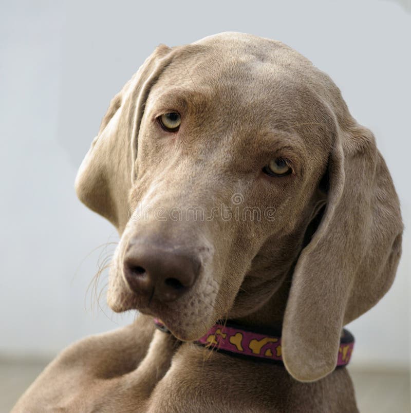 Weimaraner portrait stock photo. Image of tracking, brown - 28817612
