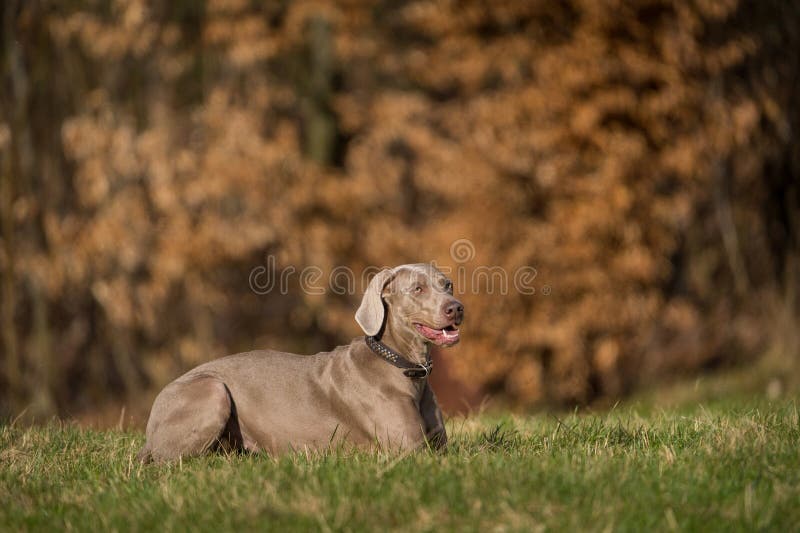 Weimaraner Portrait in Nature Park Stock Image - Image of longhaired ...