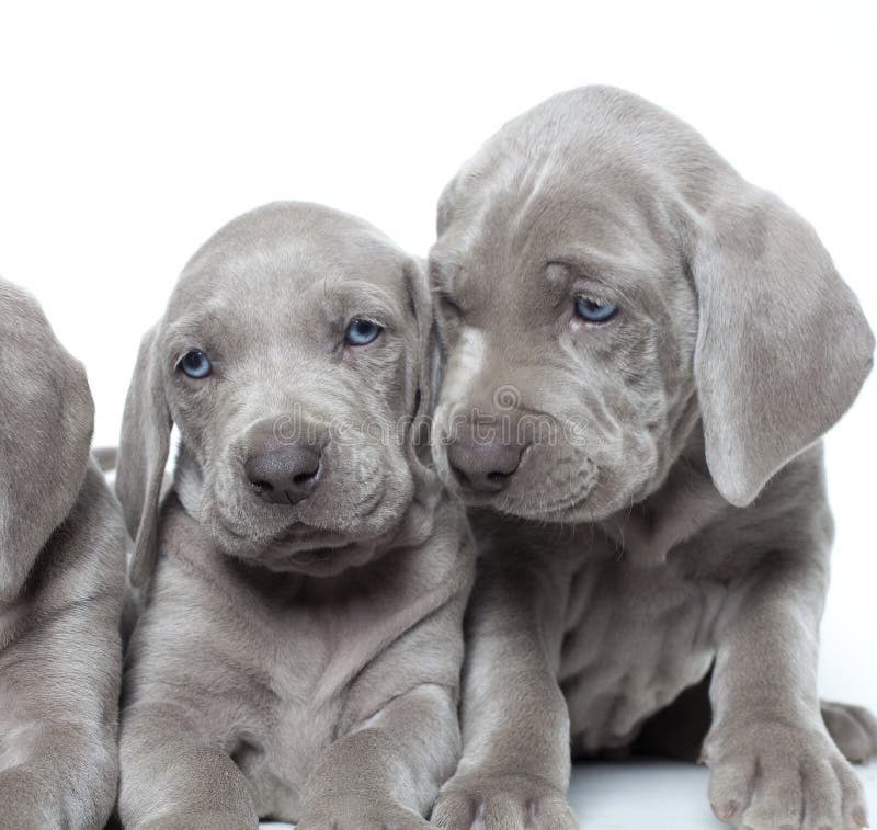 Newborn Weimaraner Puppies