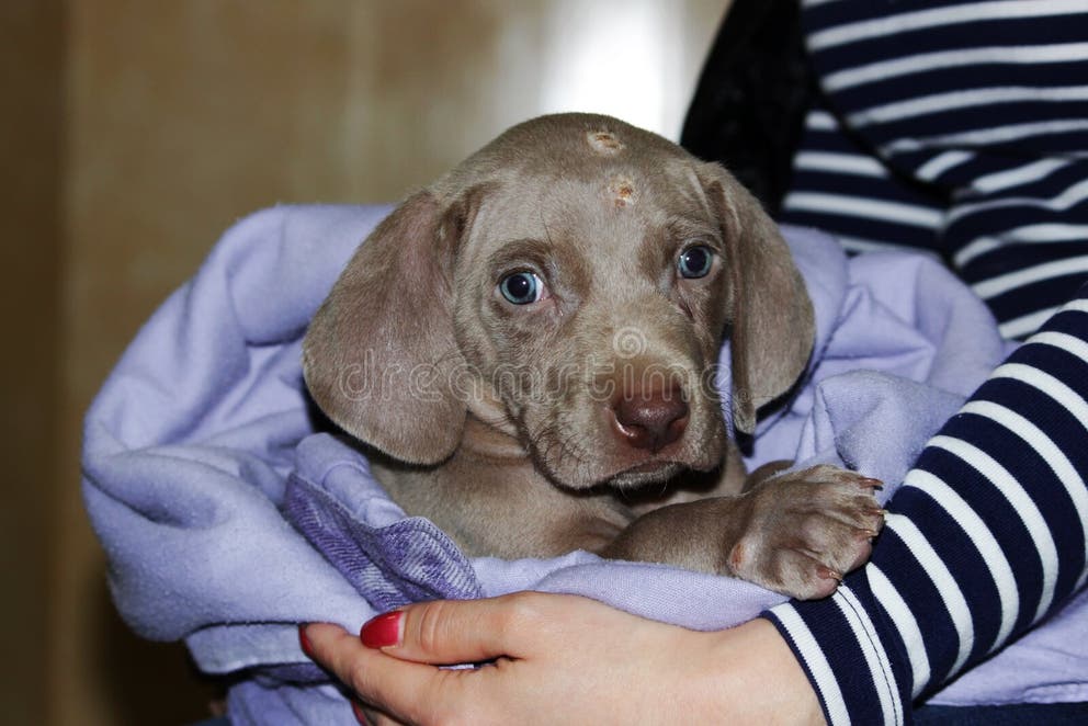 A Weimaraner Puppy with Blue Eyes. Dermatological Problems of Allergic ...